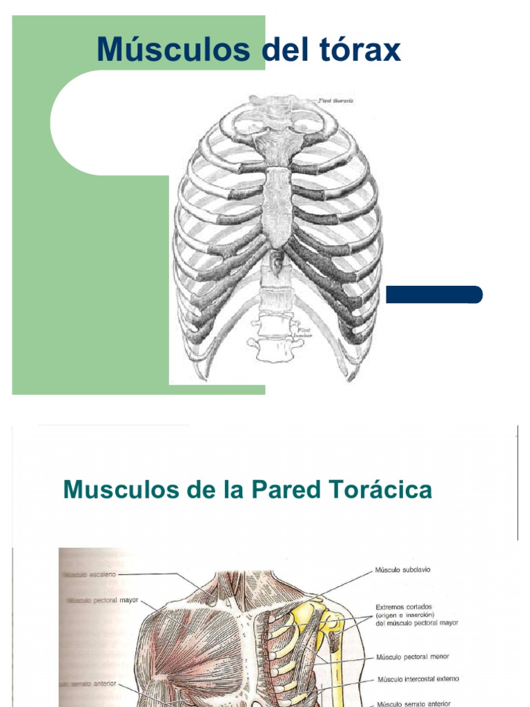 Músculos Del Tórax | PDF | Tórax | Sistema esquelético