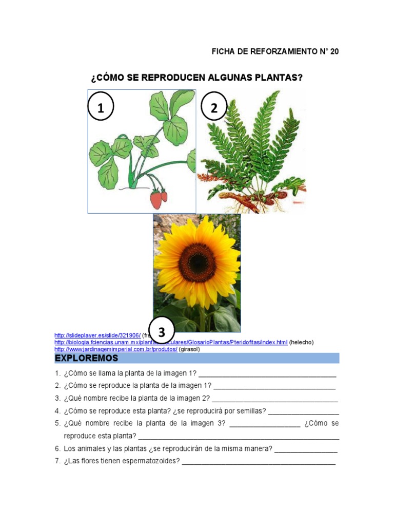 CTA2-Ficha #20 | PDF | Polinización | Agricultura