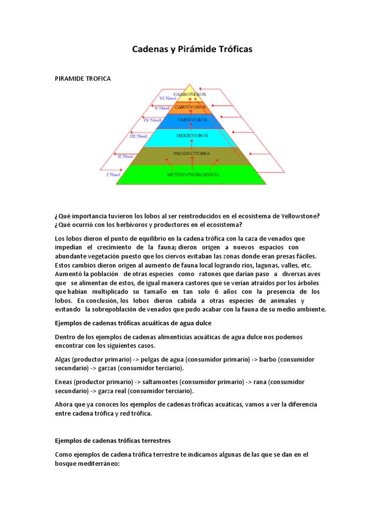 Pirámides y Cadenas Tróficas Explicadas | PDF | Red alimentaria | Ecología