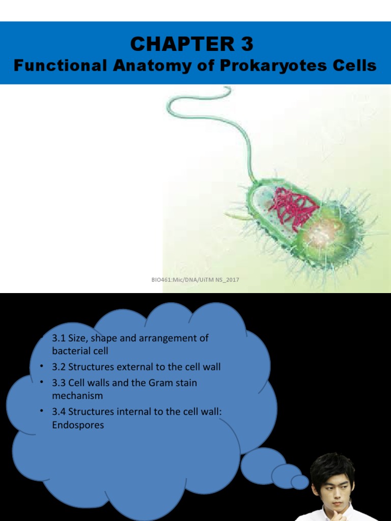 Functional Anatomy of Prokaryotes Cells: Bio461:Mic/Dna/Uitm Ns - 2017 ...