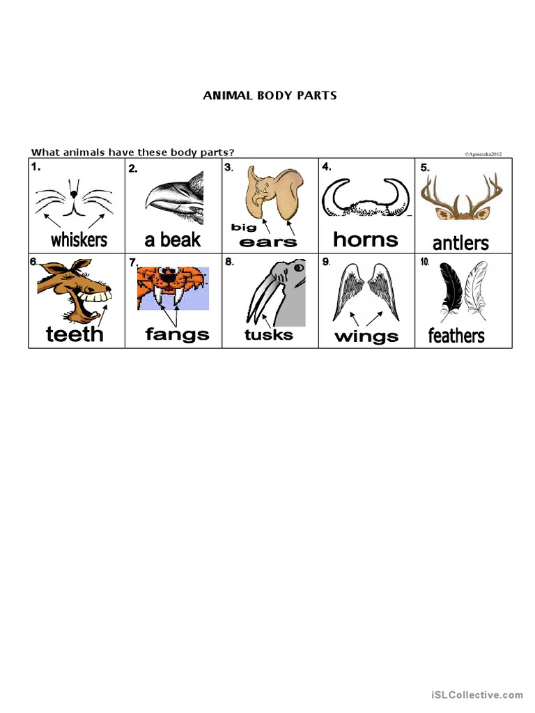 Animal Body Parts | PDF