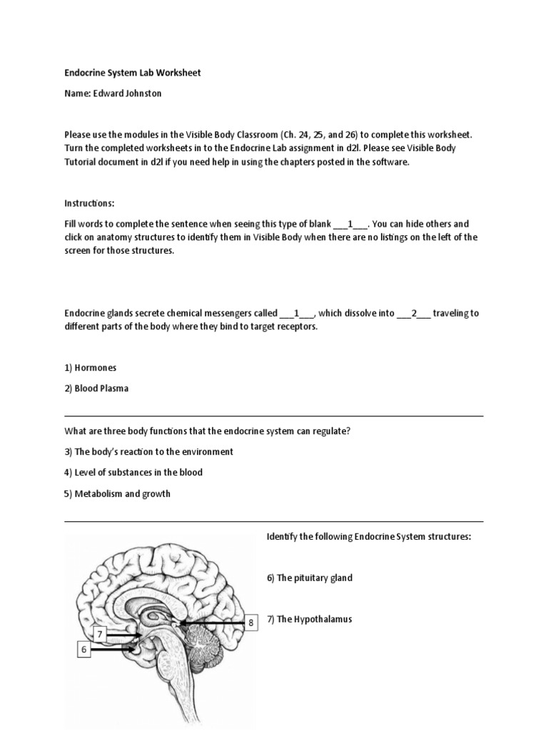 Endocrine System Lab Worksheet | PDF | Hormone | Endocrine System