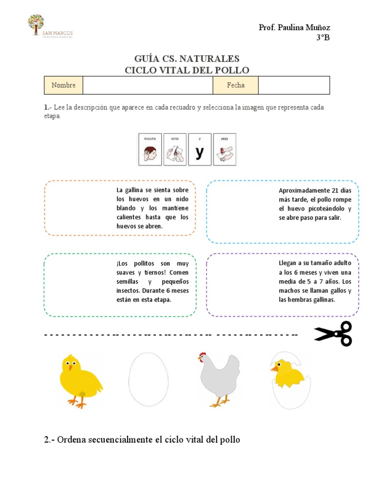 Ciclo Pollo | PDF