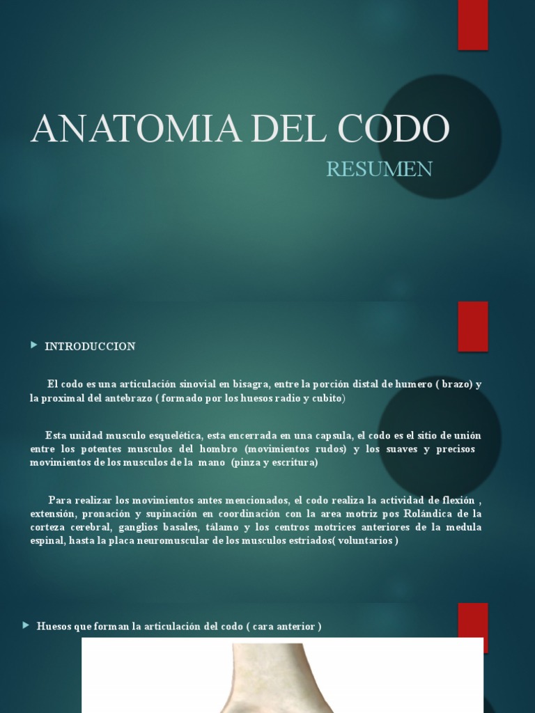 Anatomia Del Codo | PDF