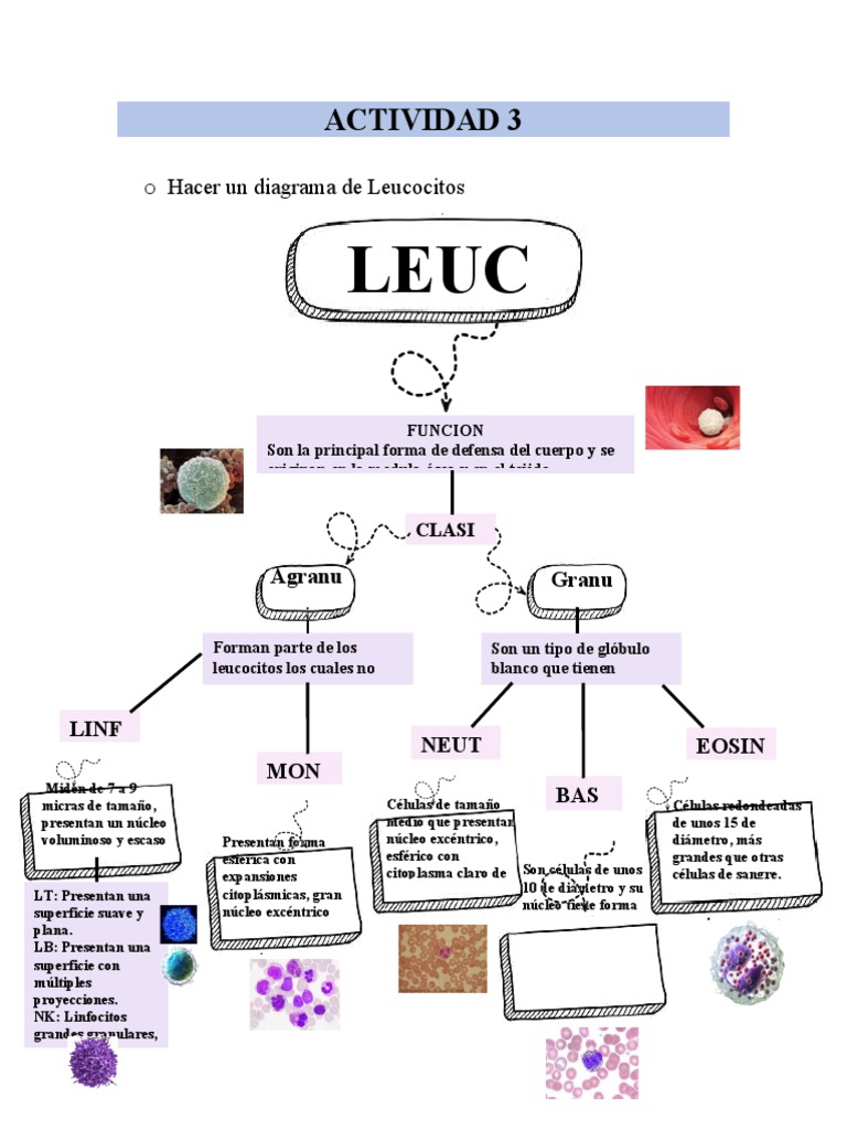 Diagrama de Leucocitos y sus Tipos | PDF