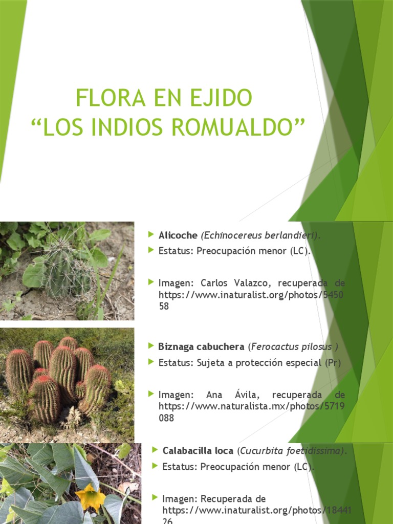 FLORA Los Indios Romualdo | PDF | Plantas | Flora