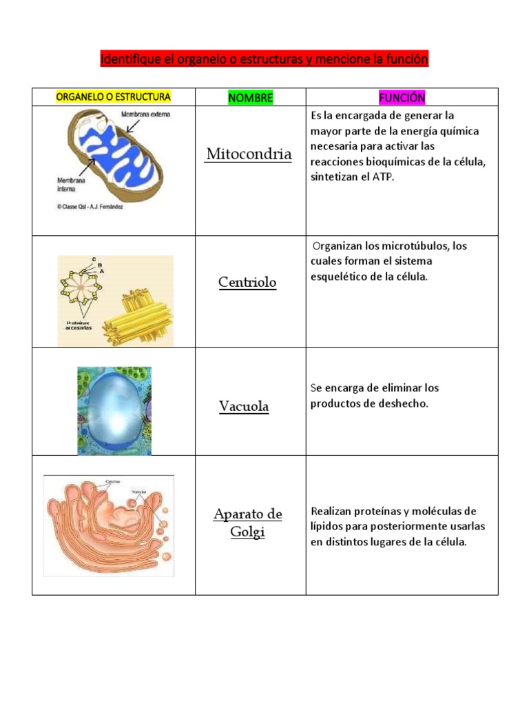 Actividad de Organelos 1 | PDF