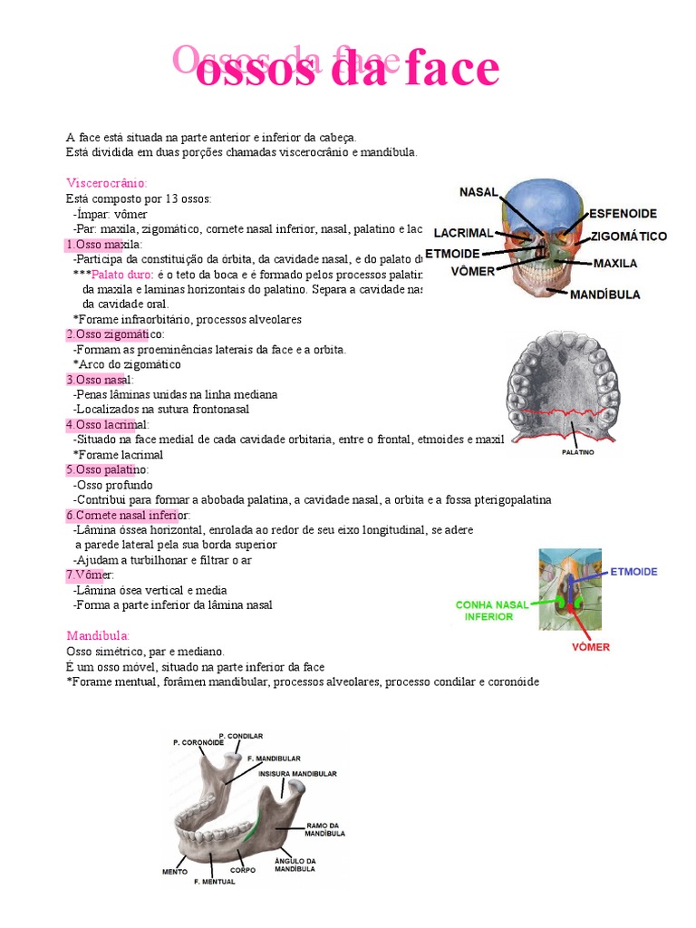 04.Ossos da face | PDF