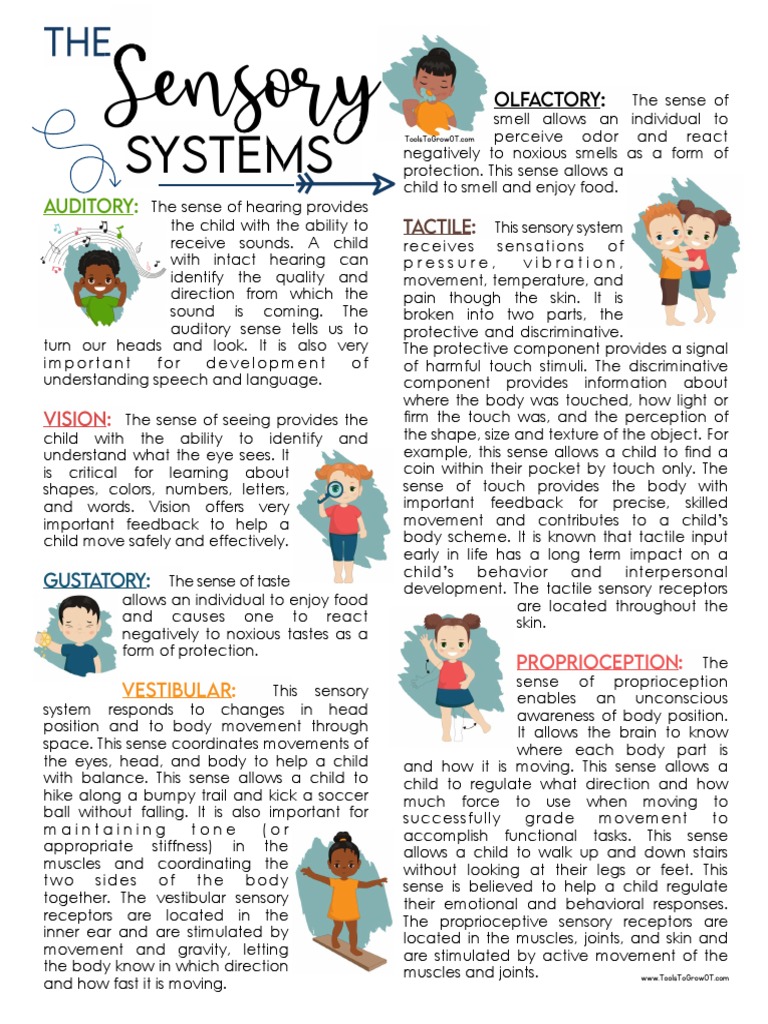 The Basic Sensory Systems | PDF | Senses | Perception