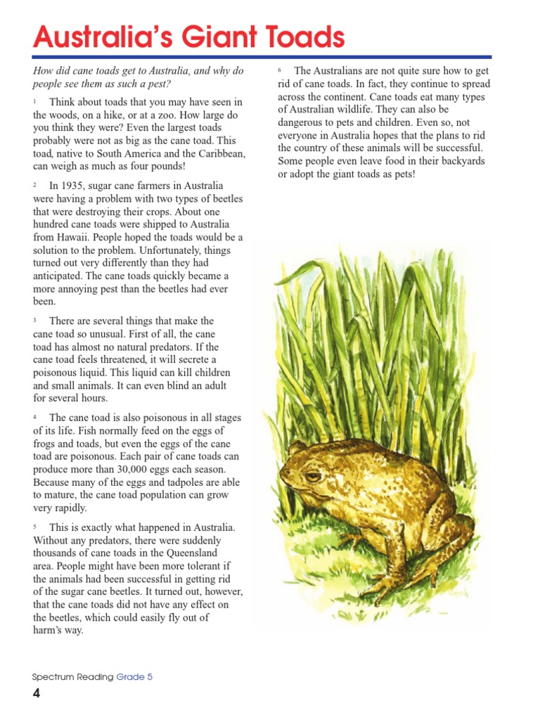 Australia's Cane Toad Crisis Explained | PDF | Koala | Marsupials
