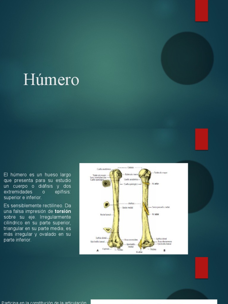 Anatomía del Húmero y sus Partes | PDF