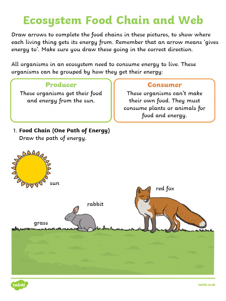 Ecosystem Food Chain and Web: Producer | PDF