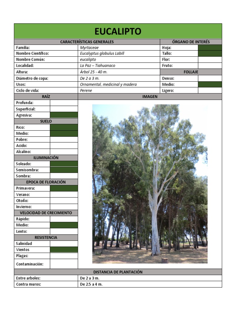 Ficha de Vegetación | PDF | Arboles | Eucalipto