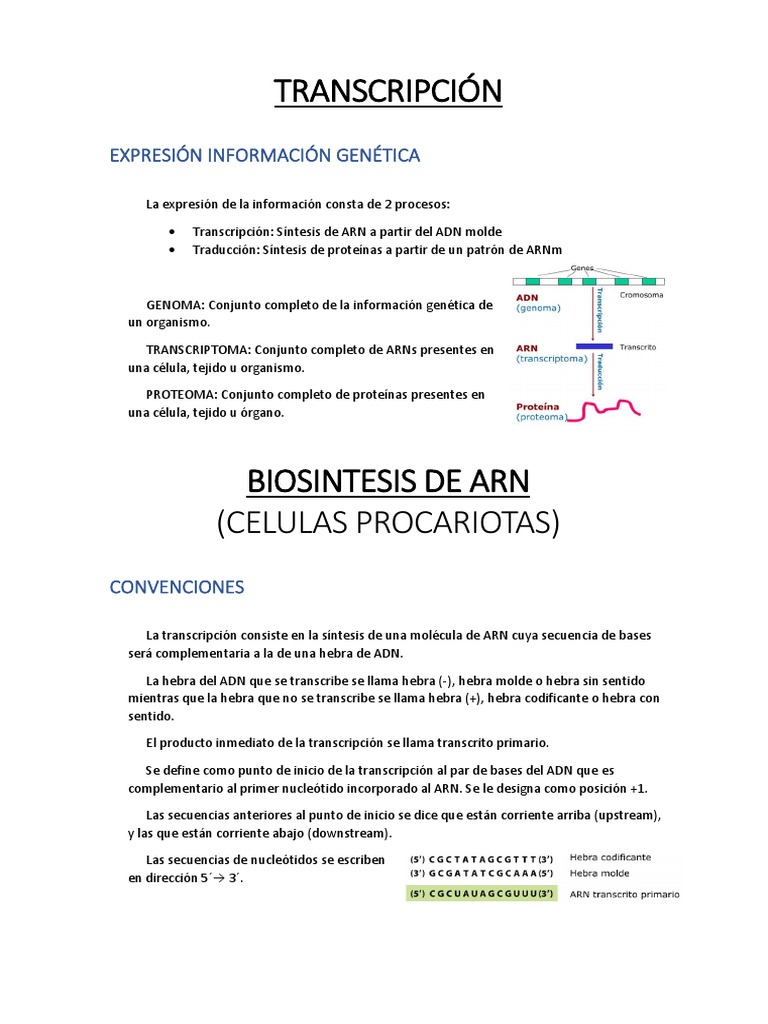 Transcripción y Biosintesis Del Arn | PDF | Rna | Adn