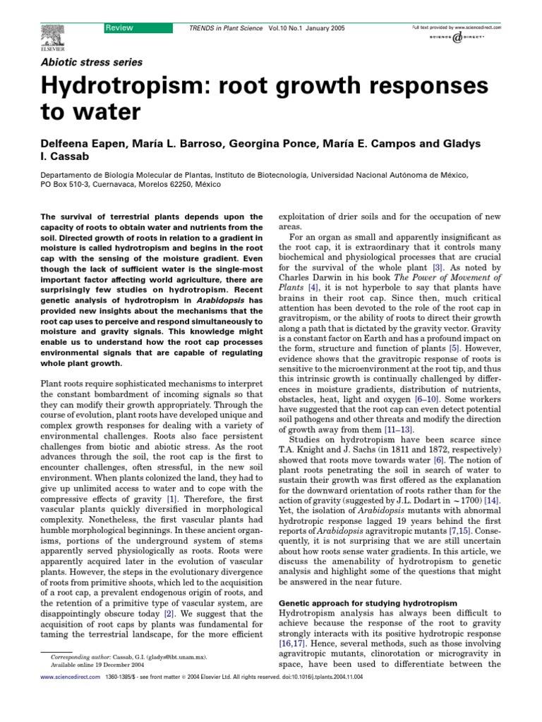 Hydro Tropism Root Growth Responses | PDF | Root | Auxin