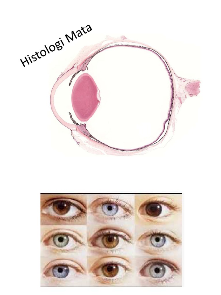 Histologi Mata - Wo Audio | PDF