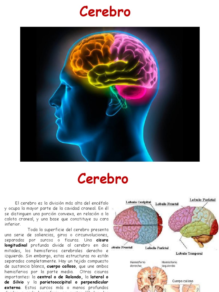 Cerebro 2020 Descargar Gratis Pdf Cerebro Hemisferio Cerebral