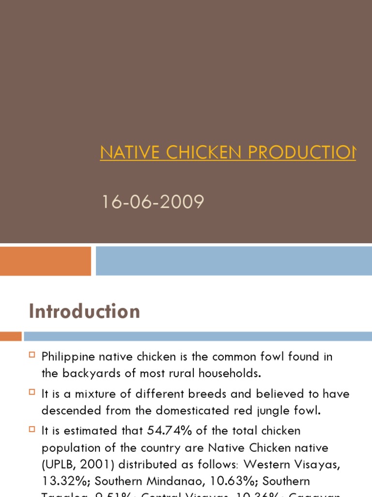 Native Chicken Production in The Philippines | PDF | Chicken | Poultry