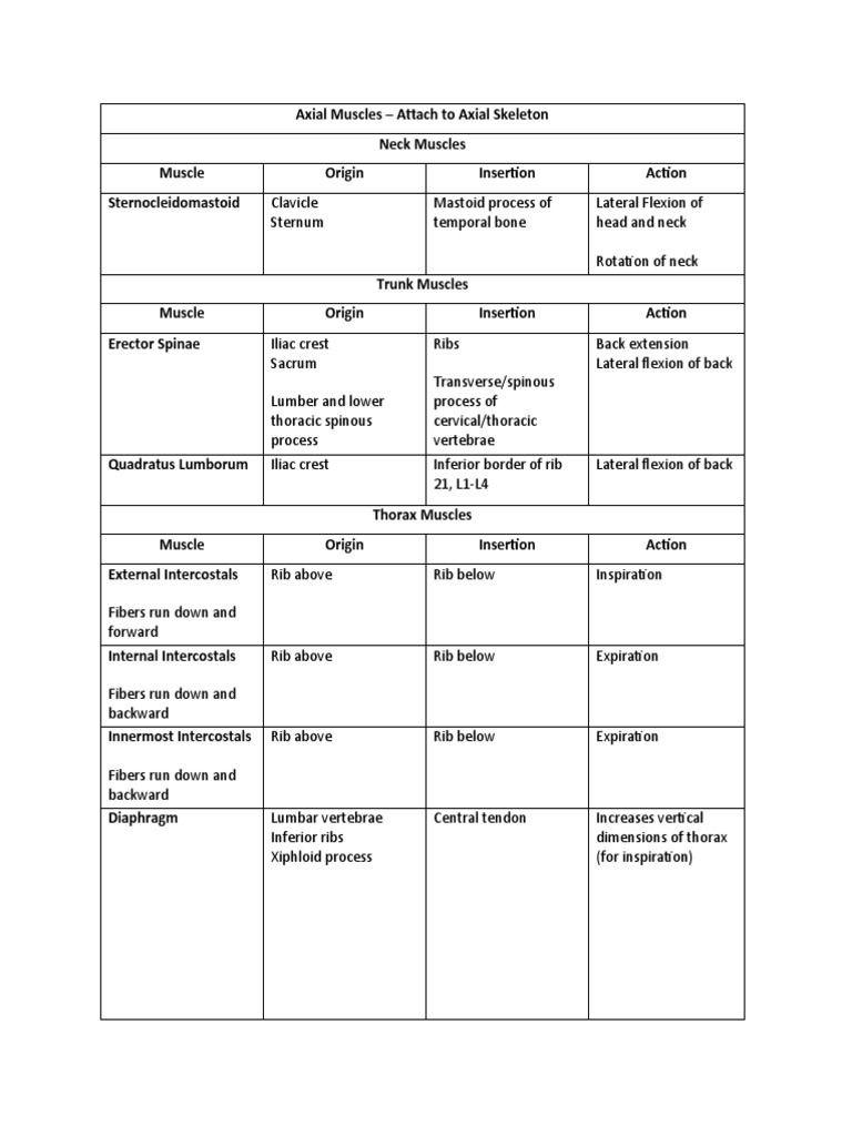 Muscular System Notes | PDF | Foot | Thumb
