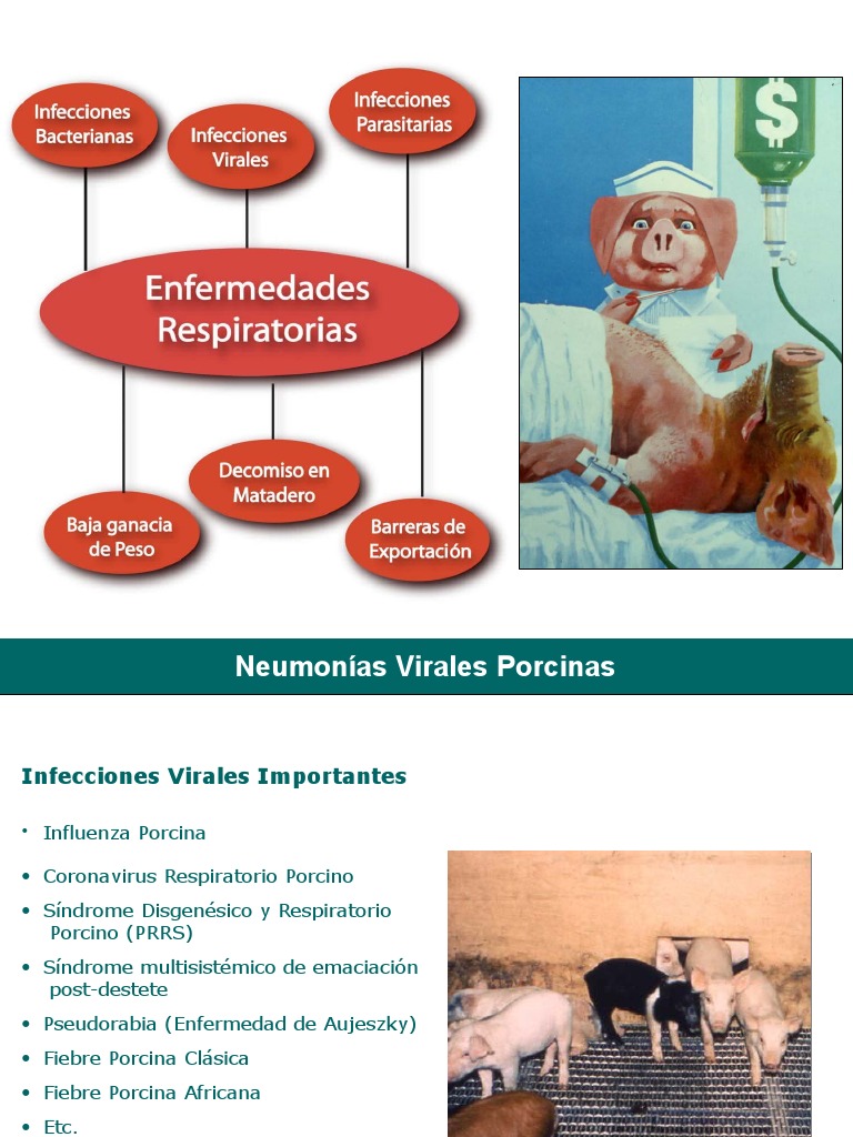 Enfermedades Respiratorias Cerdos Clase | PDF | Influenza | Neumonía