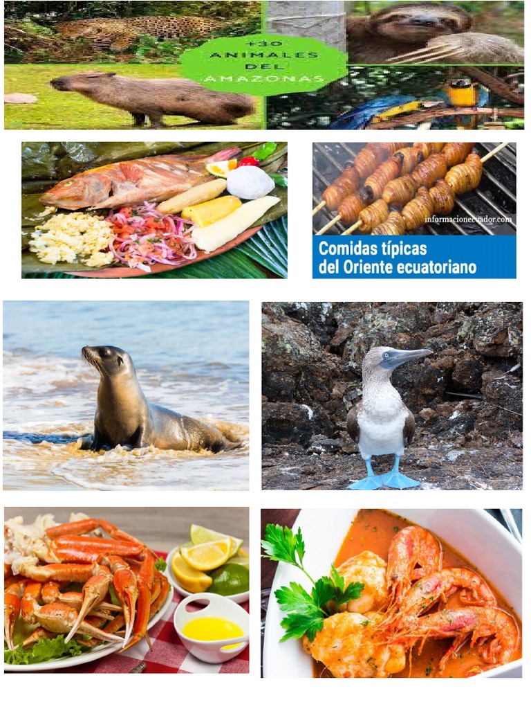 Animales Del Ecuador | PDF
