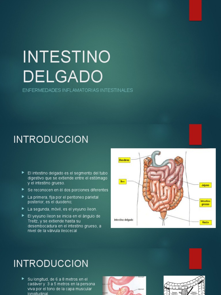 Intestino Delgado | PDF | Enfermedad de Crohn | Diarrea