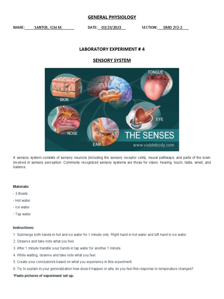 Sensory System Expt #4 | PDF | Senses | Nervous System
