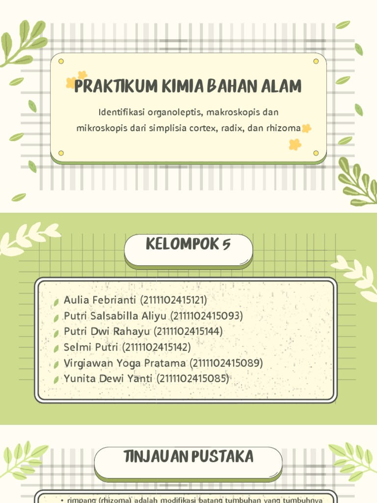 Prak 4 Rimpang Kunyit | PDF