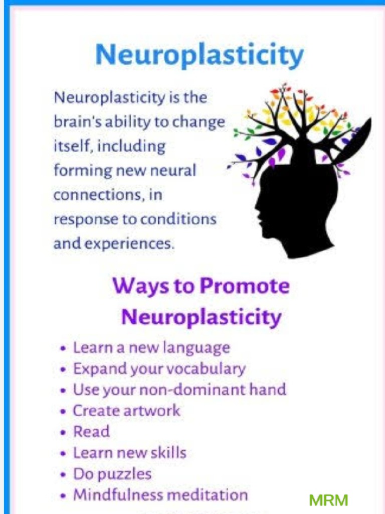 Neuroplasticity | PDF