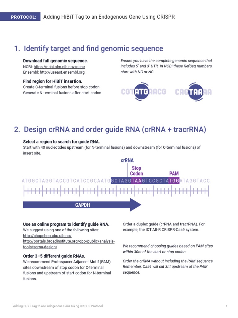 Adding HiBiT Tag To An Endogenous Gene Using CRISPR GE777 | PDF | Rna ...