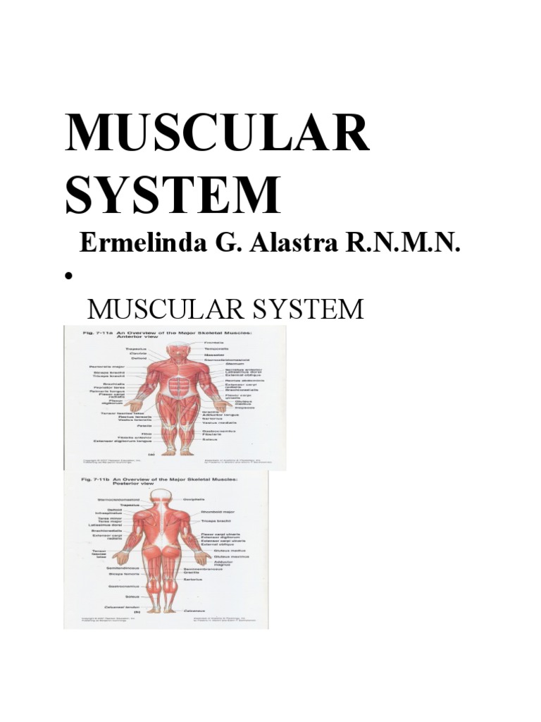 Muscular System - Reviewer | PDF