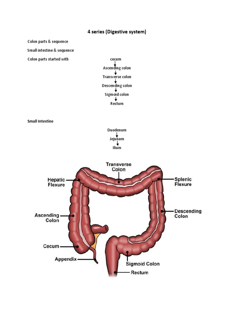 4 Series - Notes Need To Write | PDF | Large Intestine | Colonoscopy