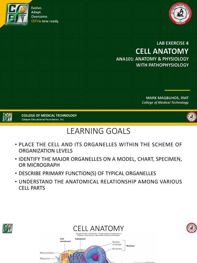 Lab Exercise 4 - Cell Anatomy | PDF | Endoplasmic Reticulum | Cell (Biology)