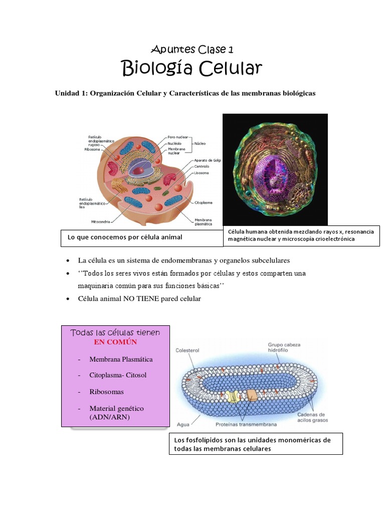 BIOCEL Apuntes Clase 1 | Descargar gratis PDF | Biología Celular ...