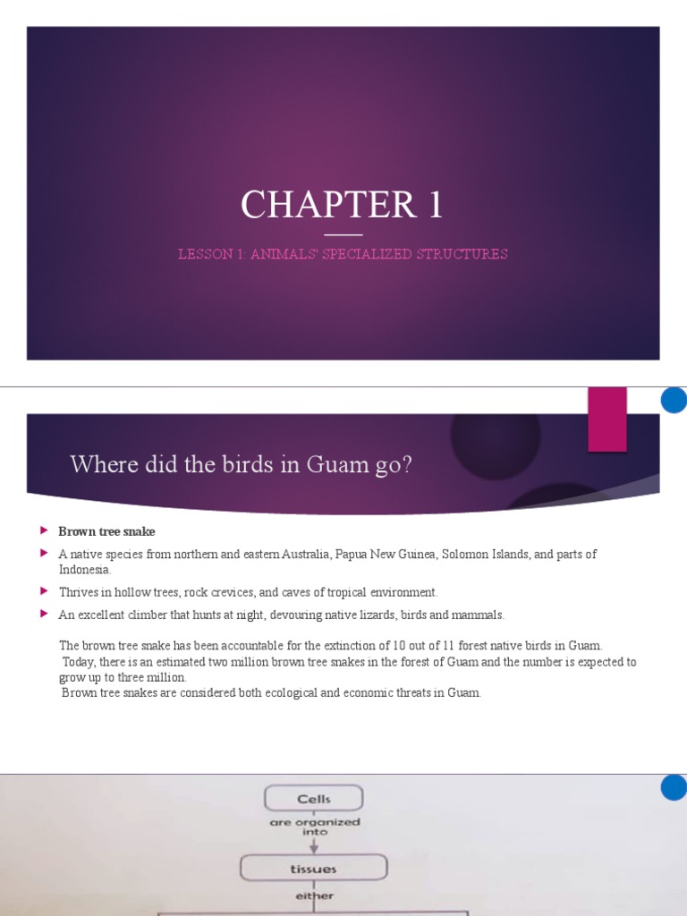 Lesson 1: Animals' Specialized Structures | PDF | Epithelium | Human Body
