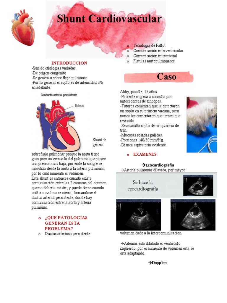Shunt Cardiovascular | PDF | Hipertensión | Sistema circulatorio