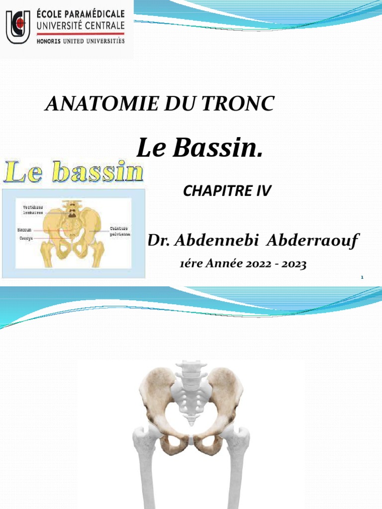 Anatomie du Bassin et de la Hanche | PDF | Appareil locomoteur ...