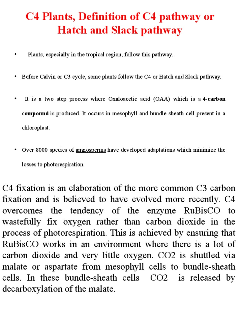 C4 Pathway: Definition and Process | PDF | Branches Of Botany | Plants