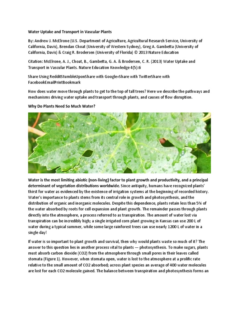 Water Uptake and Transport in Vascular Plants | PDF | Leaf | Stoma