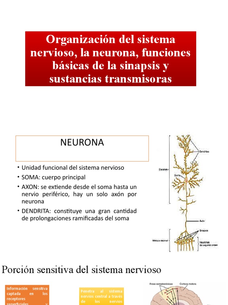 Organización Del Sistema Nervioso, La Neurona, Funciones Básicas de La Sinapsis y Sustancias ...
