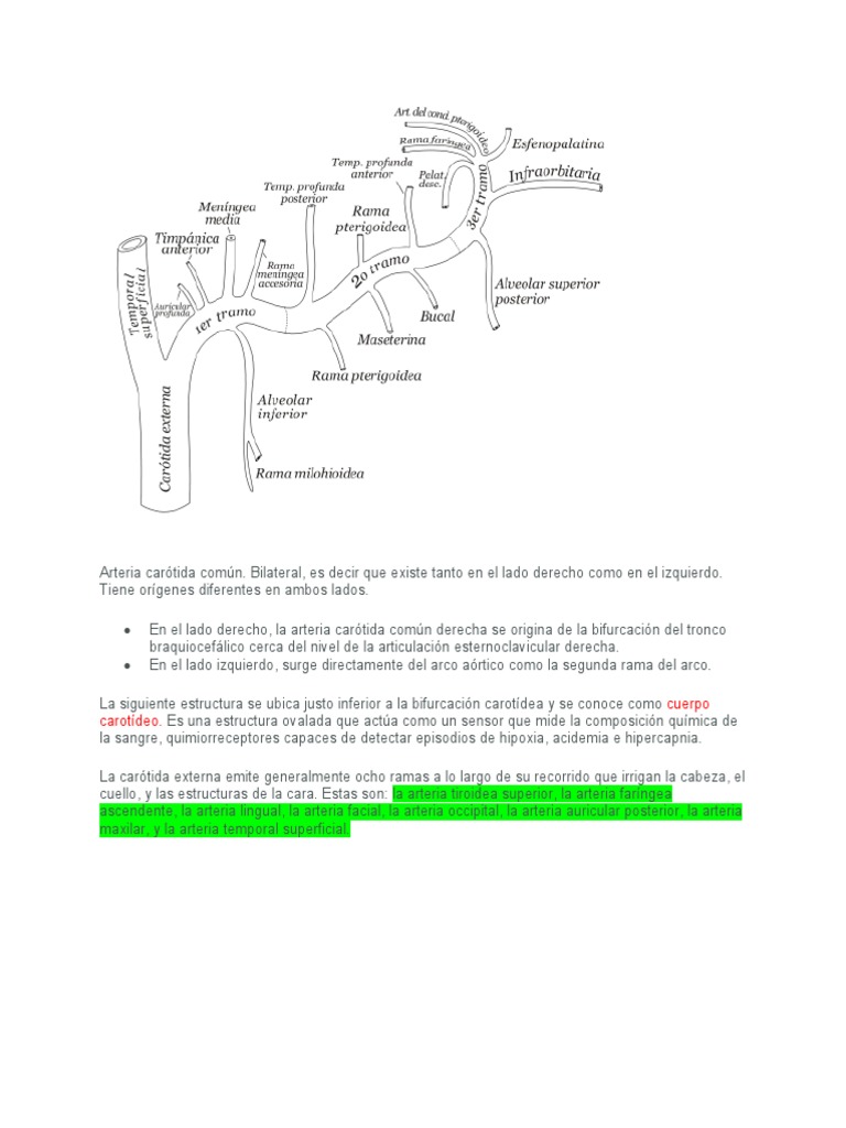 Arteria Carótida Común RESUMEN | PDF
