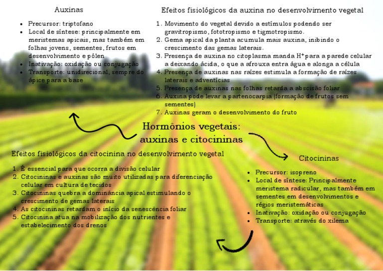 Mapa Mental Auxinas e Citocininas | PDF | Auxinas | Fisiologia