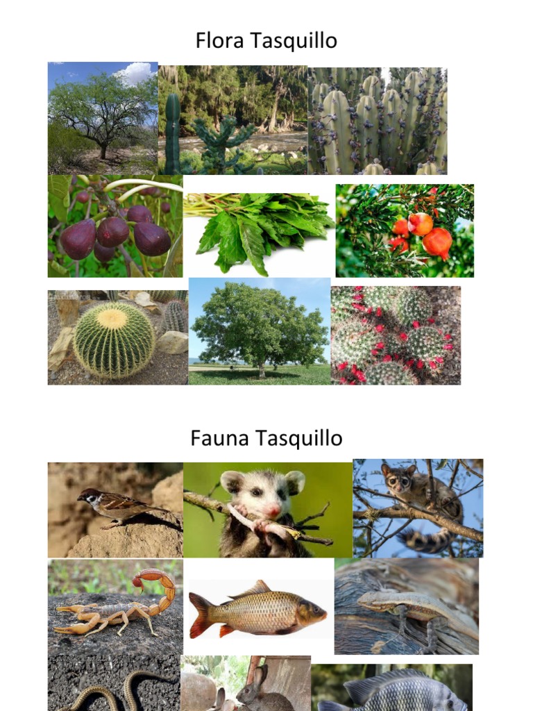 Flora Fauna Tasquillo | PDF