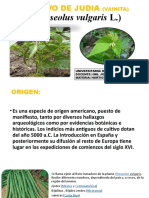 Cultivo y Cosecha de Ejotes | PDF | Legumbre | Hirviendo