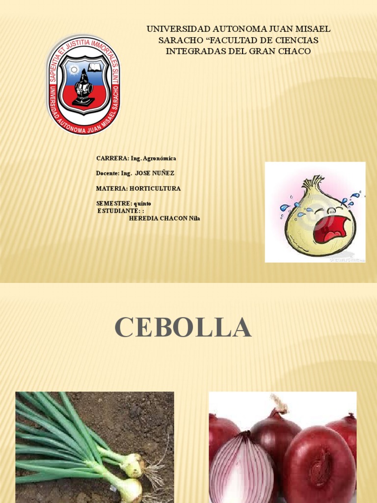 CEBOLLA | PDF | Cebolla | Tallo de la planta