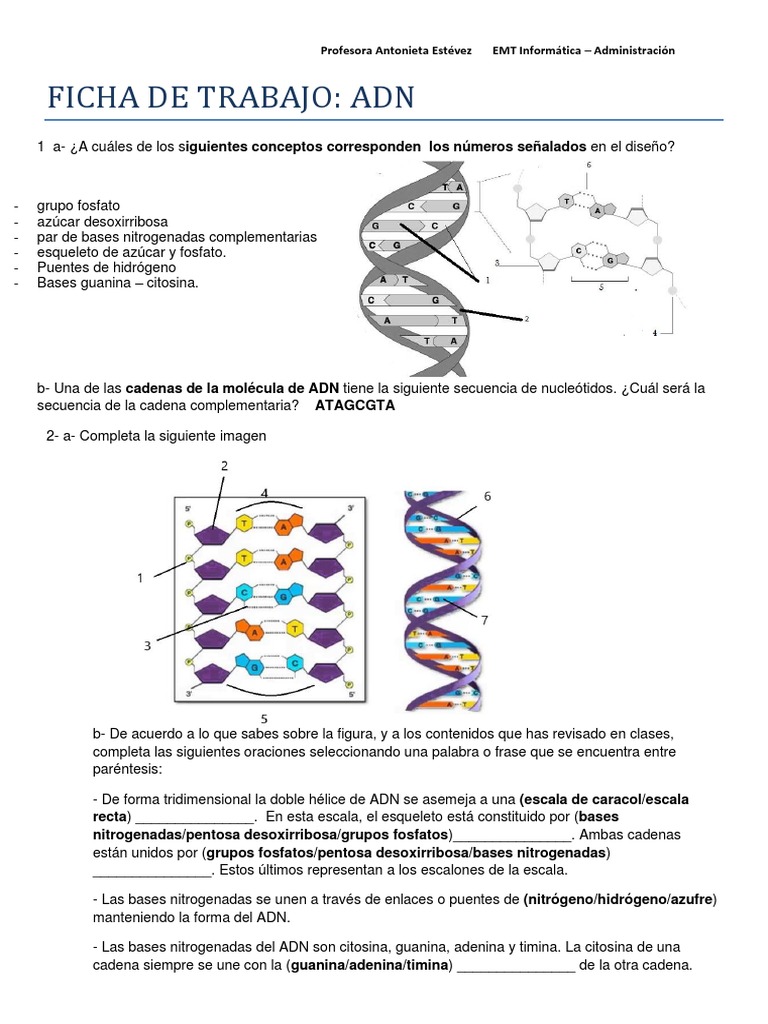 Ficha de Trabajo ADN | PDF | Adn | Nucleótidos