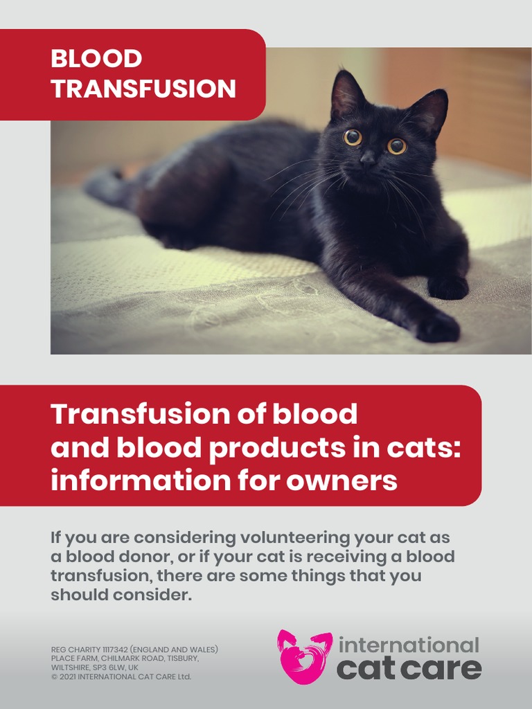 Blood Transfusion Cat Carer Guide | PDF | Blood Donation | Blood ...