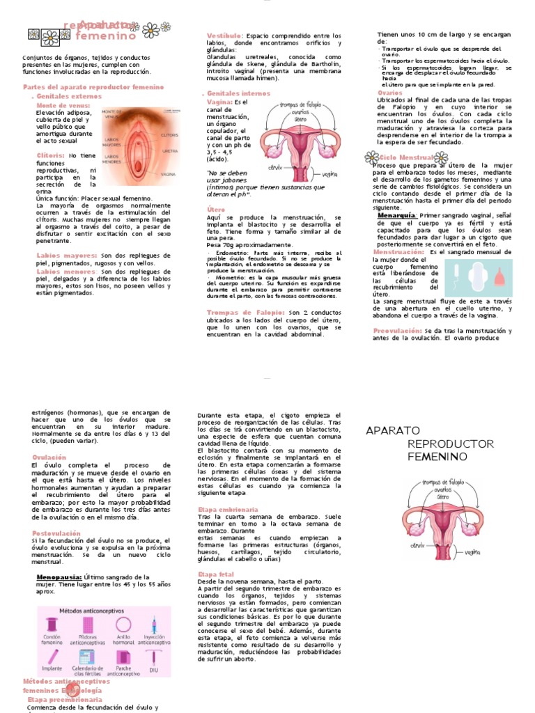 Triptico Aparato Reproductor Femenino | PDF | Vagina | Sistema reproductivo