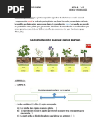Las Funciones Vitales de Las Plantas | PDF | Plantas | Flores