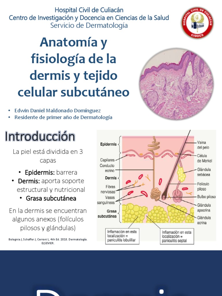 Anatomía y Fisiología de La Dermis y Tejido Celular Subcutáneo | PDF ...